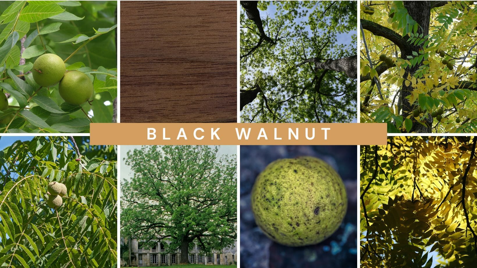Elevate Your Grazing With The Black Walnut Charcuterie Board