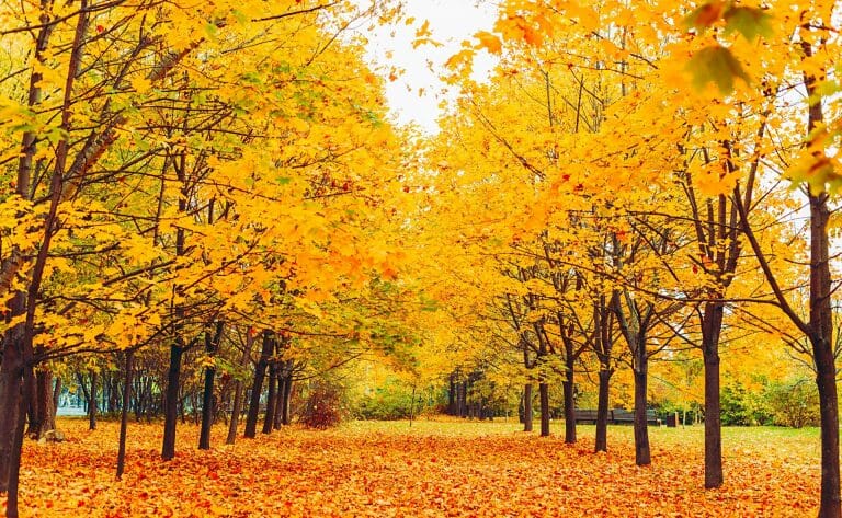 Maple Magic: Unlocking The Power Of A Maple Charcuterie Board