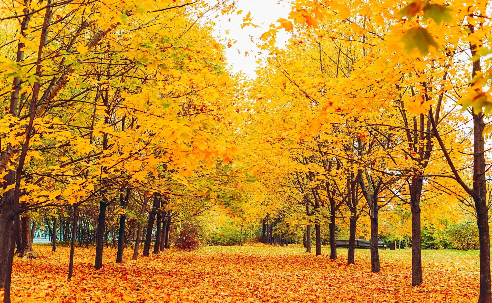 Maple Magic: Unlocking The Power Of A Maple Charcuterie Board